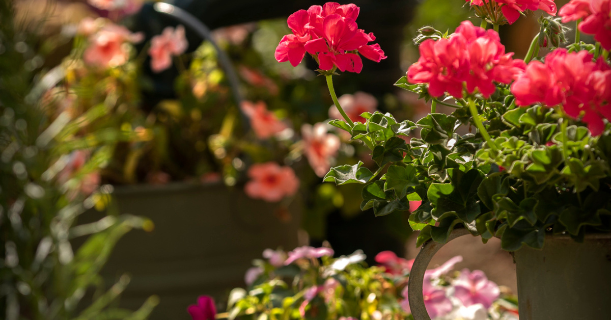 Tegels eruit, planten erin :: Wellernet